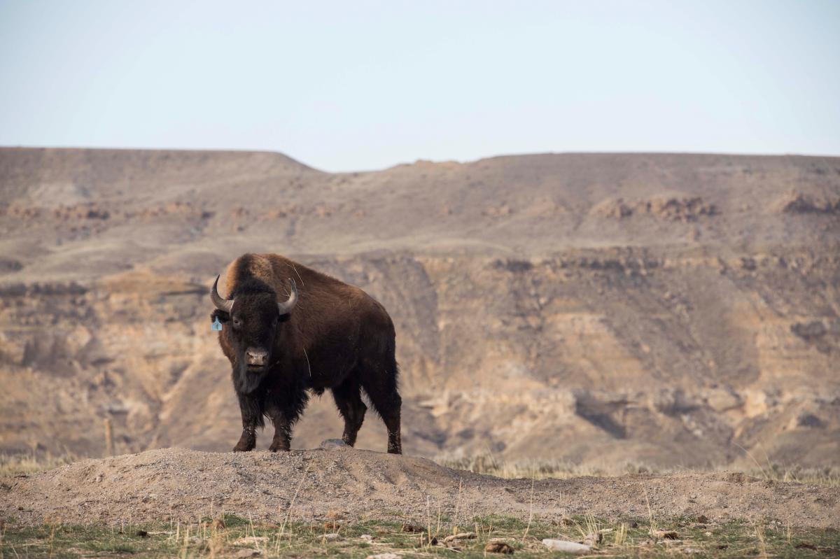 Eastern Shoshone classify bison as wildlife, not livestock. | Grist