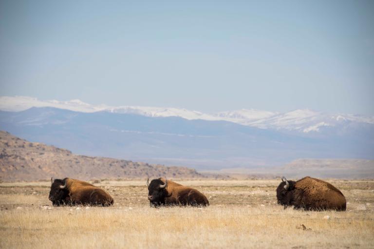 Eastern Shoshone classify bison as wildlife, not livestock. | Grist