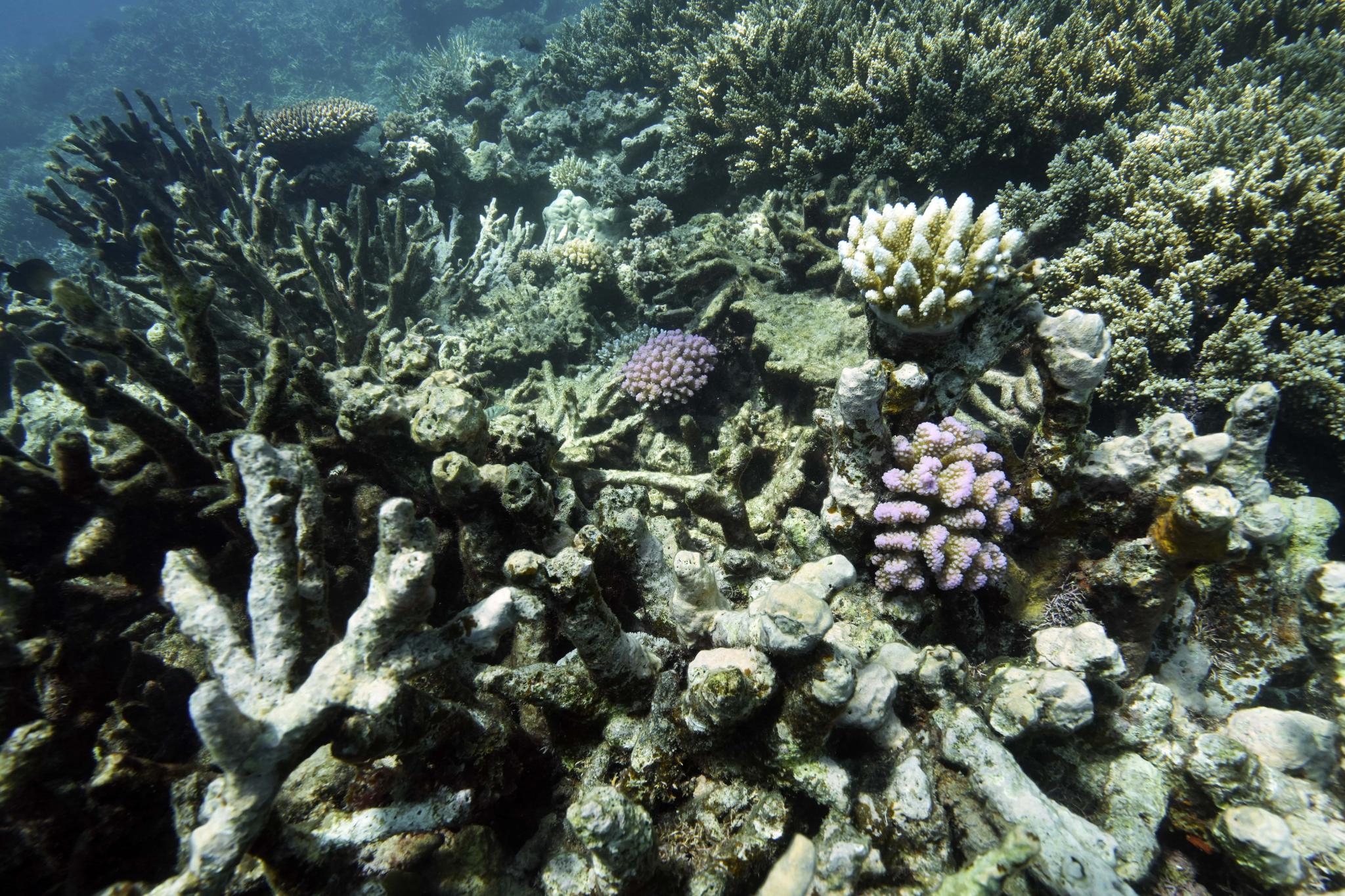 Finally, an answer to why Earth's oceans have been on a record hot ...