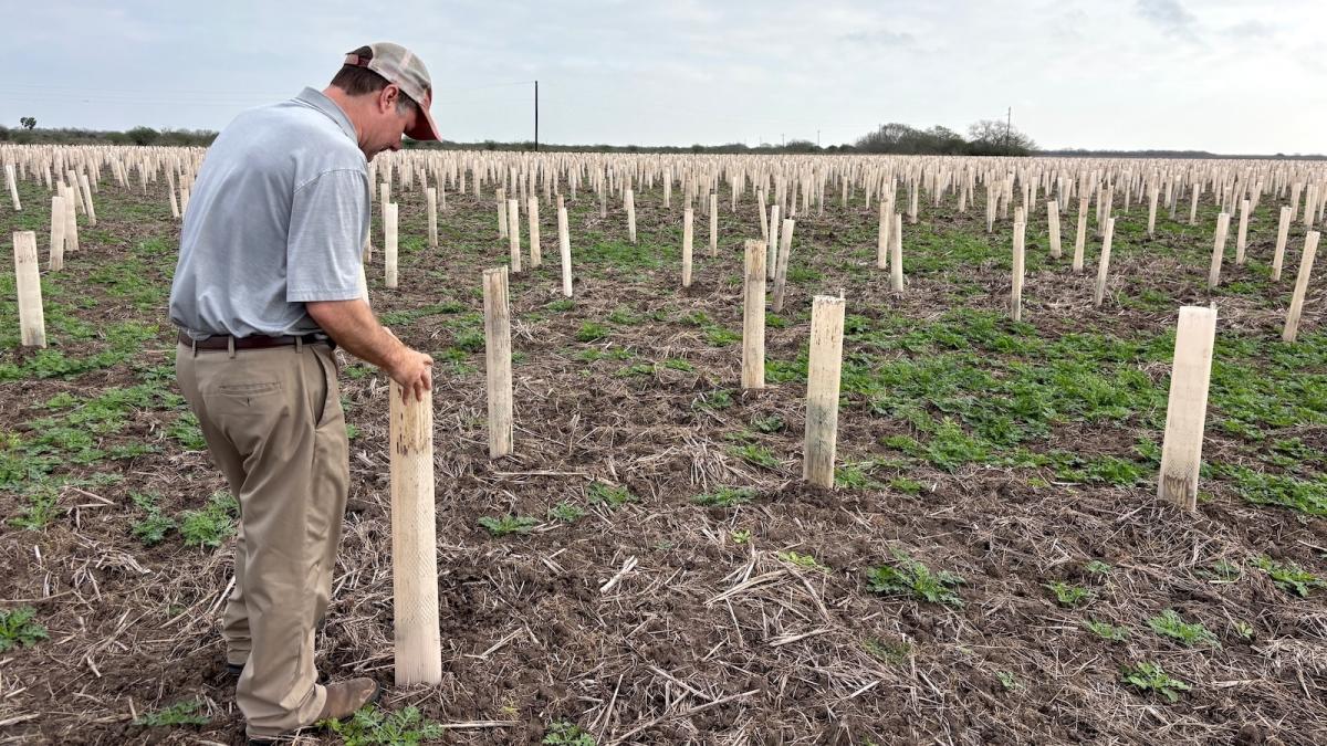 Forest once covered the Rio Grande Valley. One man hopes to bring it ...