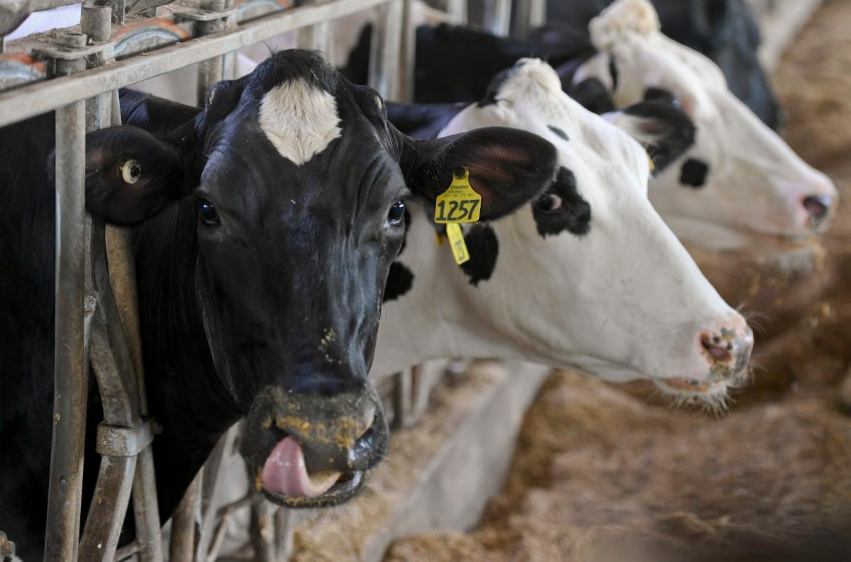 Whole, skim, or soy? The congressional battle over milk in school ...