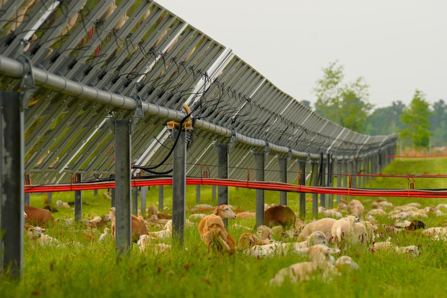 In Georgia, sheep and solar panels coexist | Grist