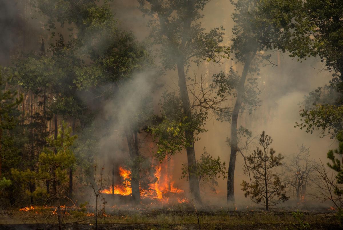 How 3 years of war have ravaged Ukraine’s forests, and the people who ...