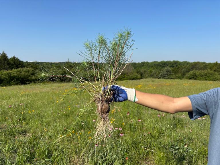 The guerrilla campaign to save a Texas prairie from 'silent extinction ...