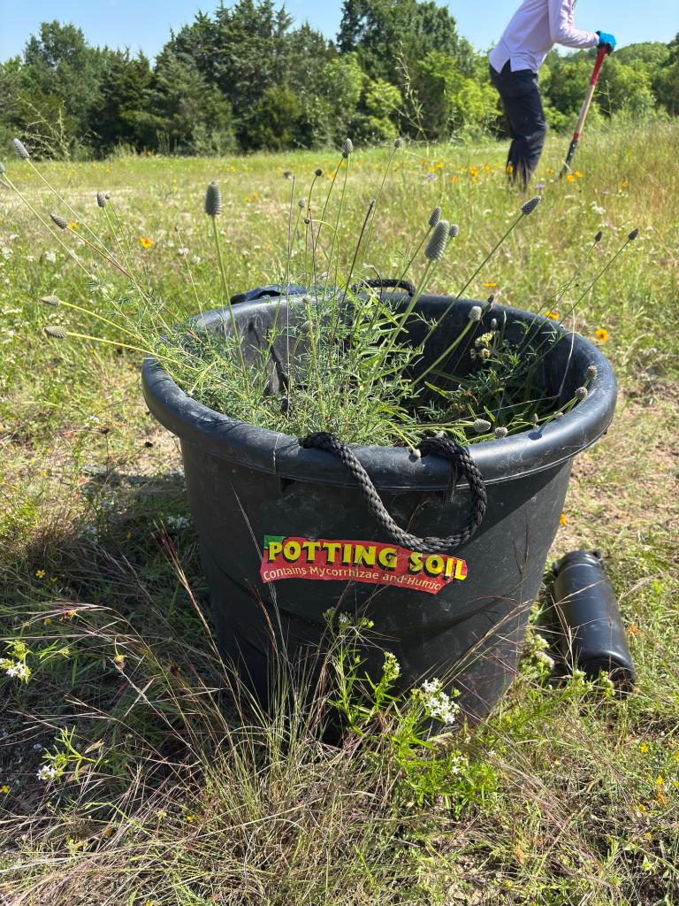 The guerrilla campaign to save a Texas prairie from 'silent extinction ...