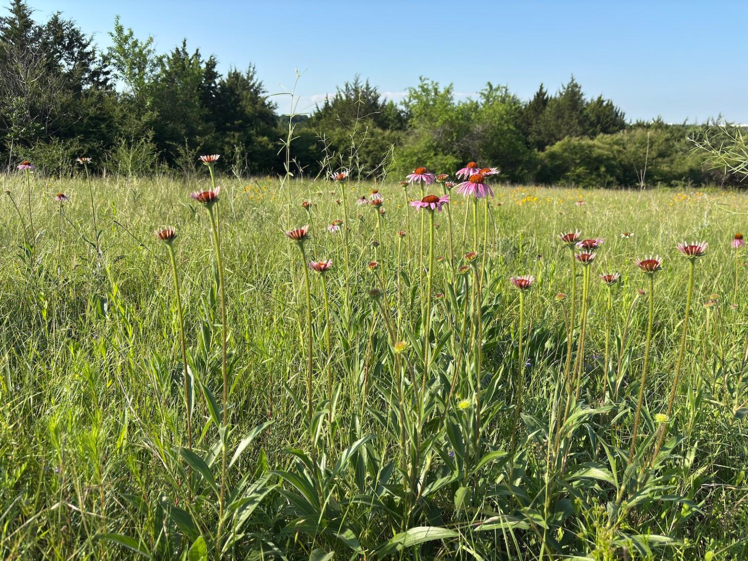 The guerrilla campaign to save a Texas prairie from 'silent extinction ...