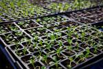 Following the USDA’s food and farm funding: Here's what's been canceled ...