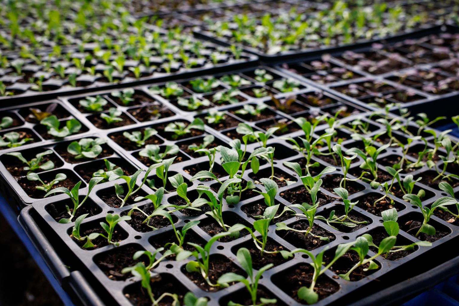 Following the USDA’s food and farm funding: Here's what's been canceled ...