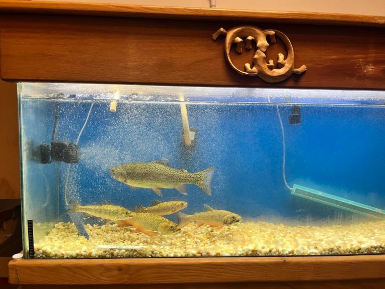 The struggle to save Appalachia’s native brook trout | Grist