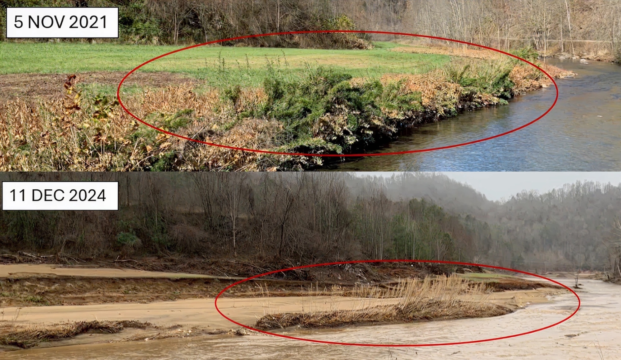How a species of bamboo could help protect the South from future floods ...