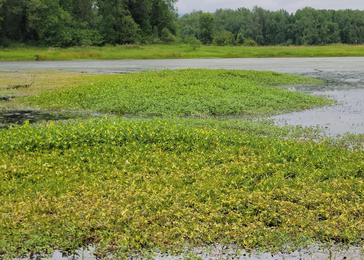 Visiting Oregon? You may soon have to pay a tax to protect its wildlife ...