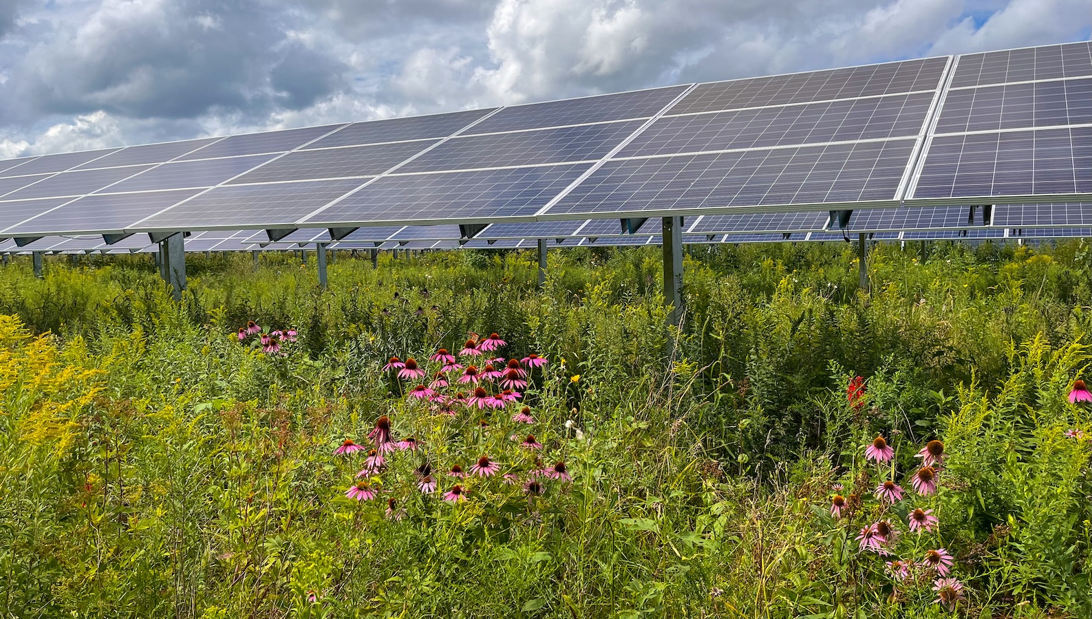 Solar farms can be havens for rare plants. | Grist