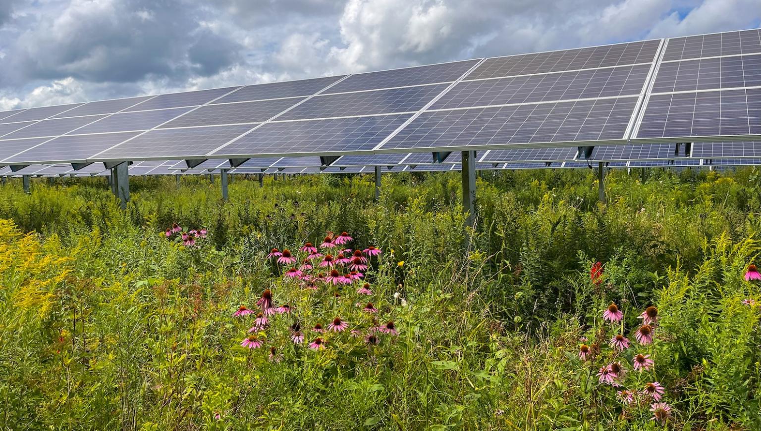 Solar farms can be havens for rare plants. | Grist