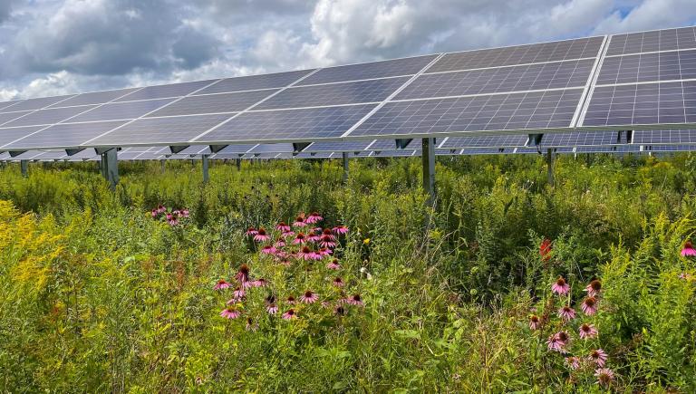 Solar farms can be havens for rare plants. | Grist