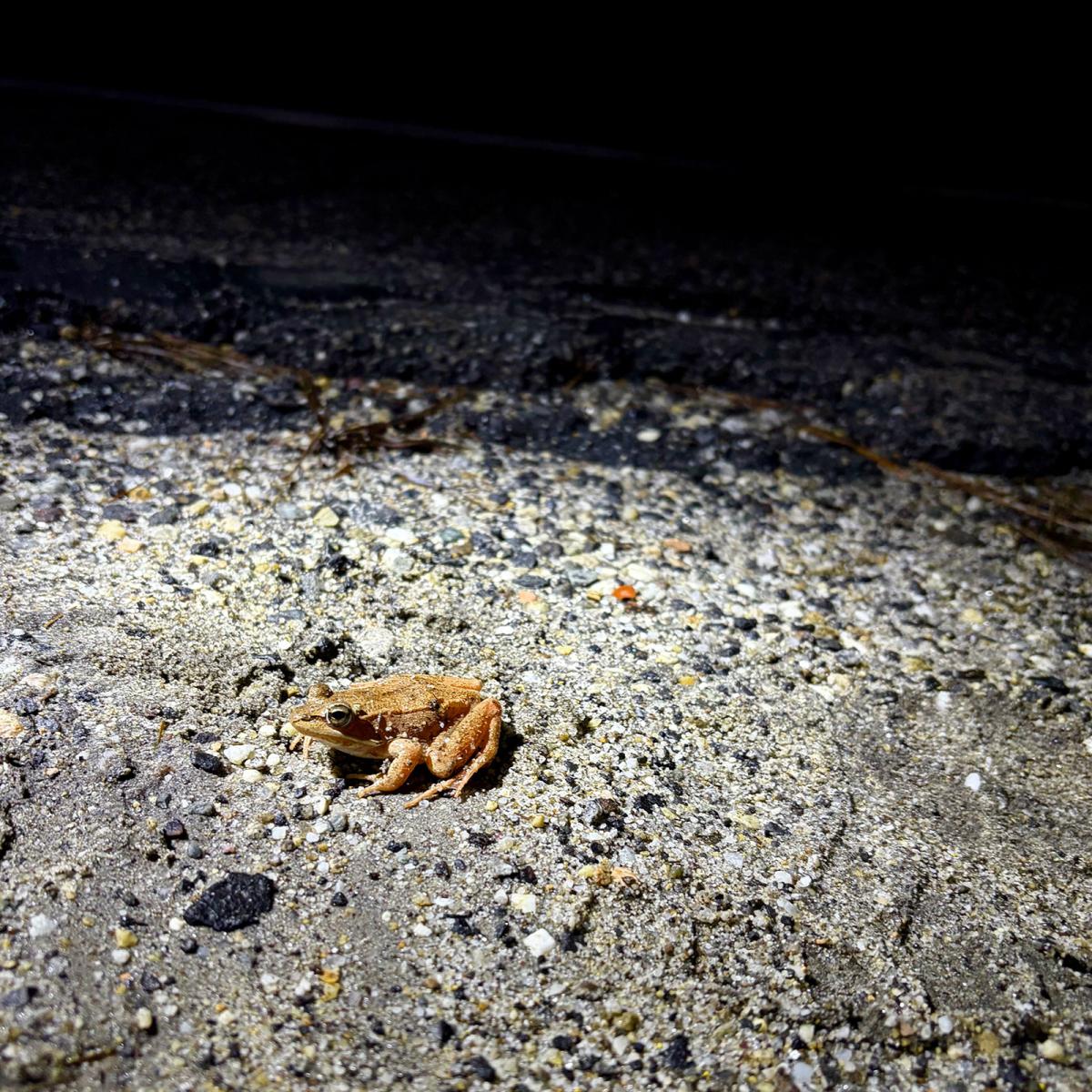 One night a year, humans lead a march of frogs and salamanders - June 2026