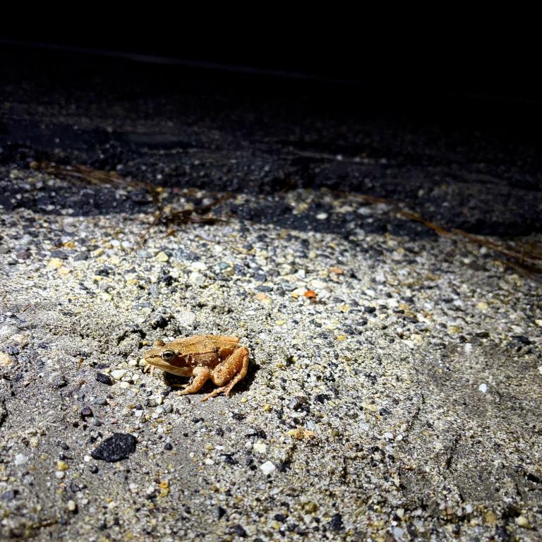 One night a year, humans lead a march of frogs and salamanders | Grist