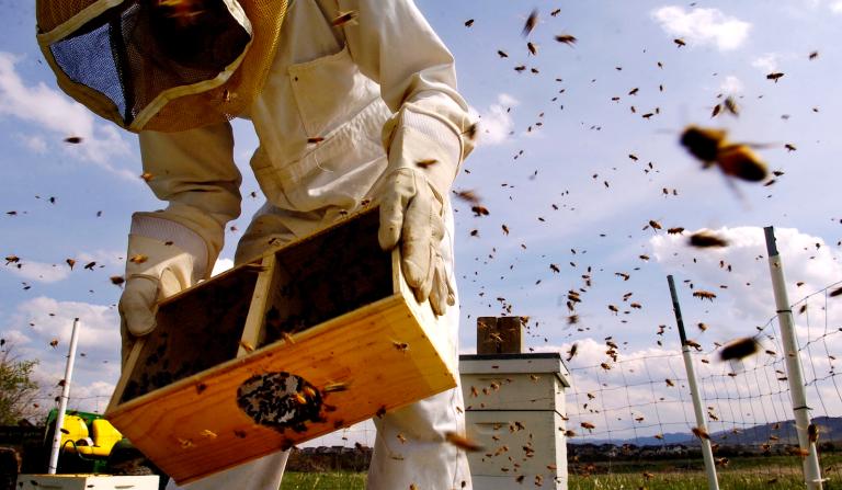 The fight to protect pollinators and people from the ‘pesticides that ...